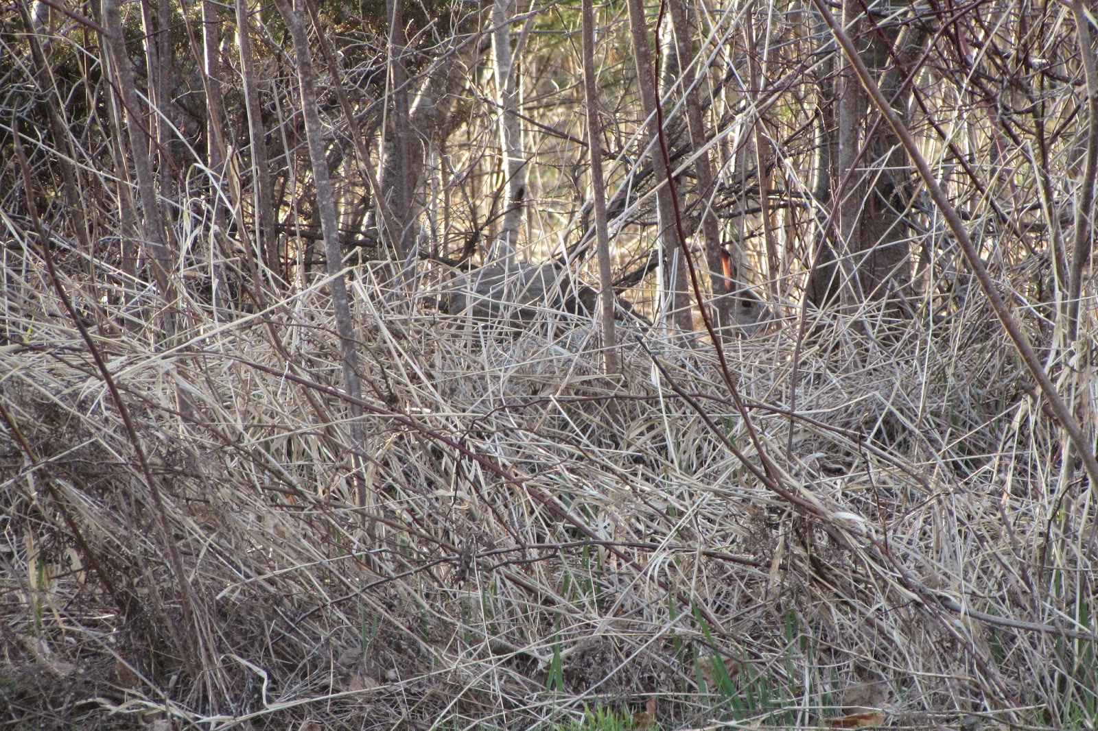 I spy...