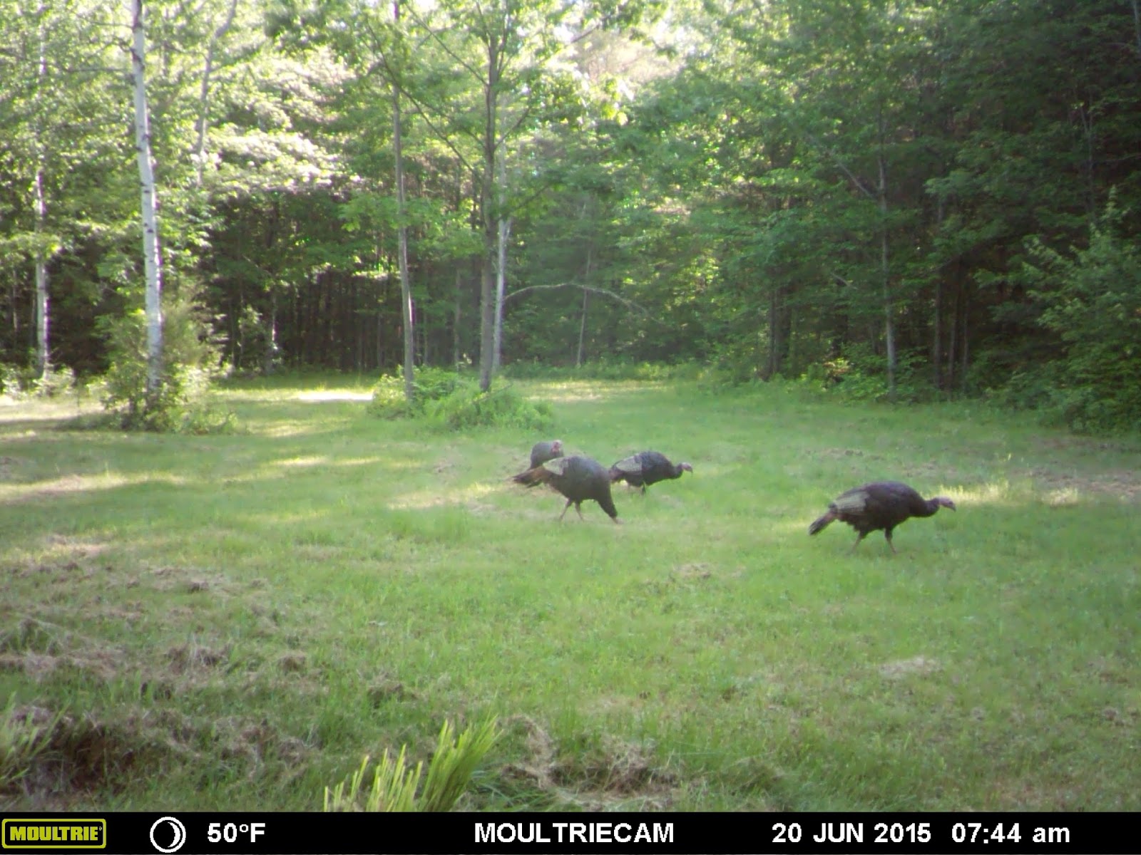 Welcome back critters