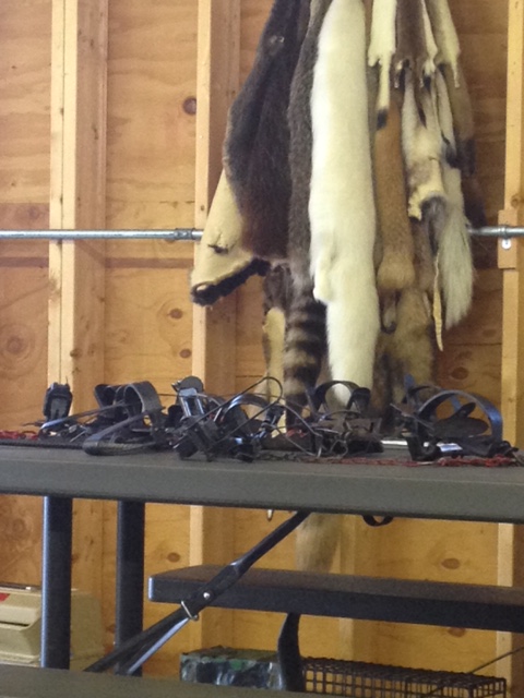 Becoming a Maine Trapper