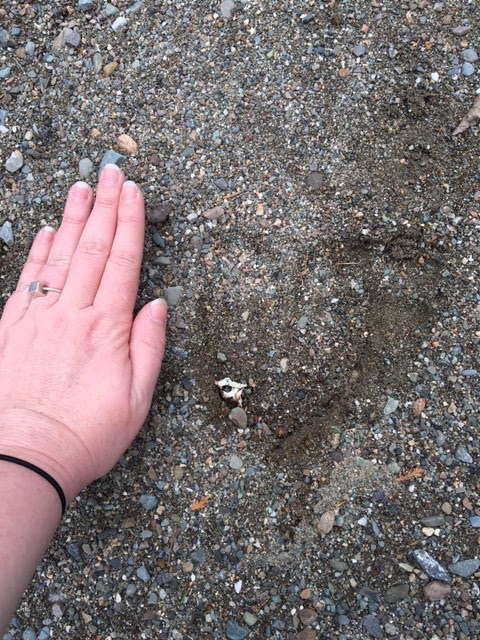 In the woods: moose tracks