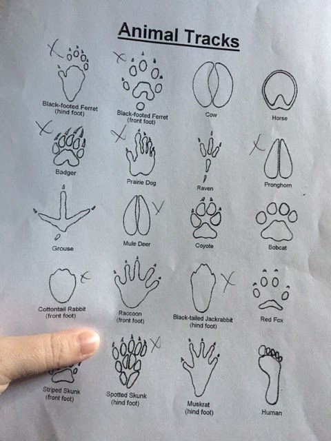 Why kids don't know their animals